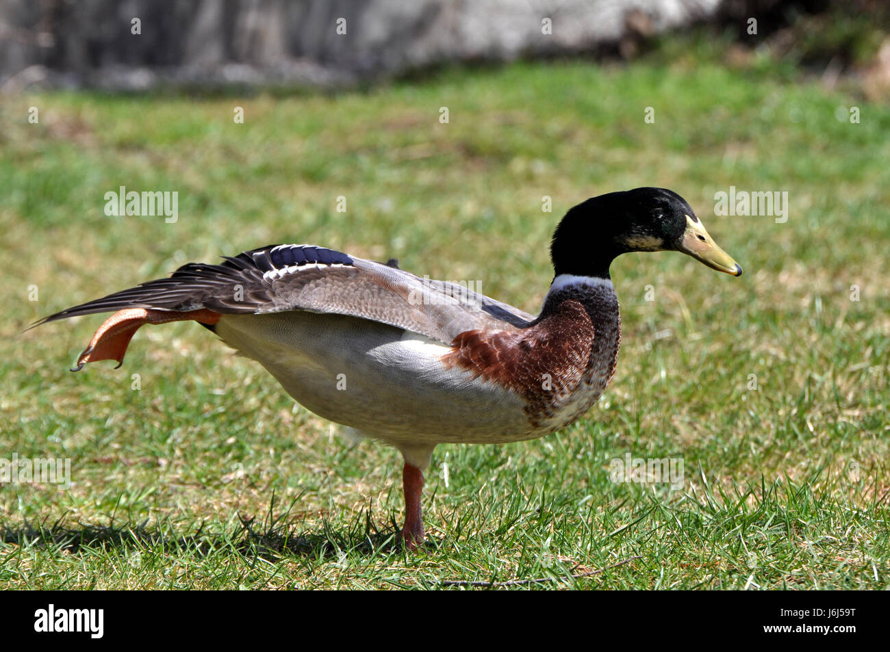 bird animals birds wing feathers beak duck drake beaks sport sports run ...