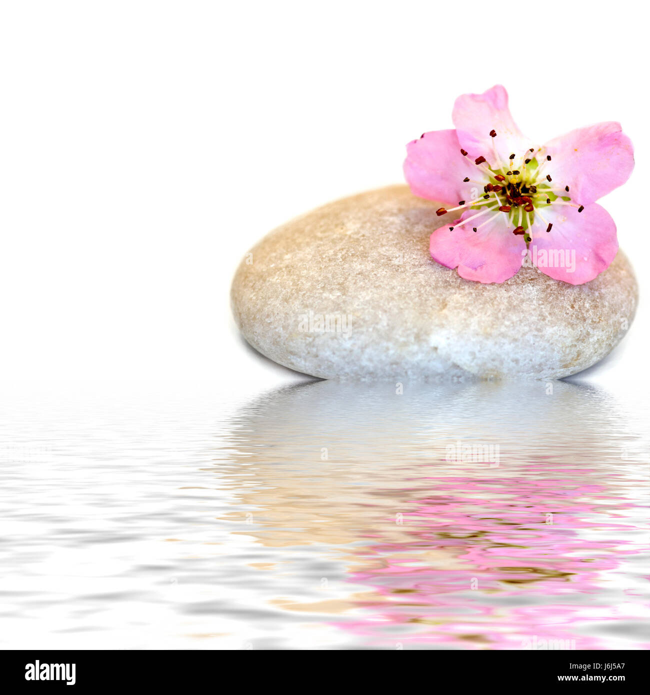 peach blossom on stone Stock Photo - Alamy