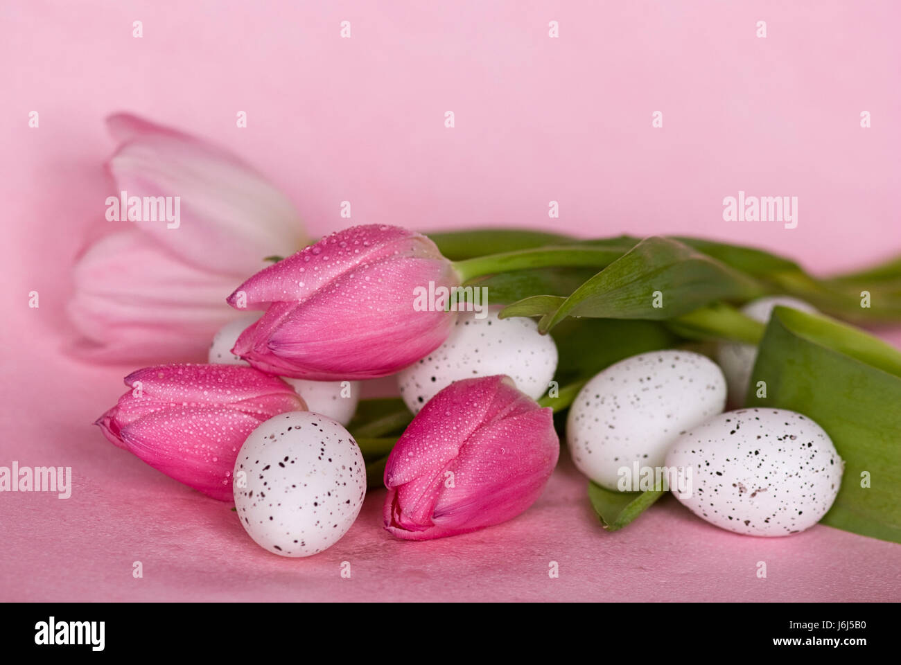 flower plant bloom blossom flourish flourishing easter spring tulip egg ...