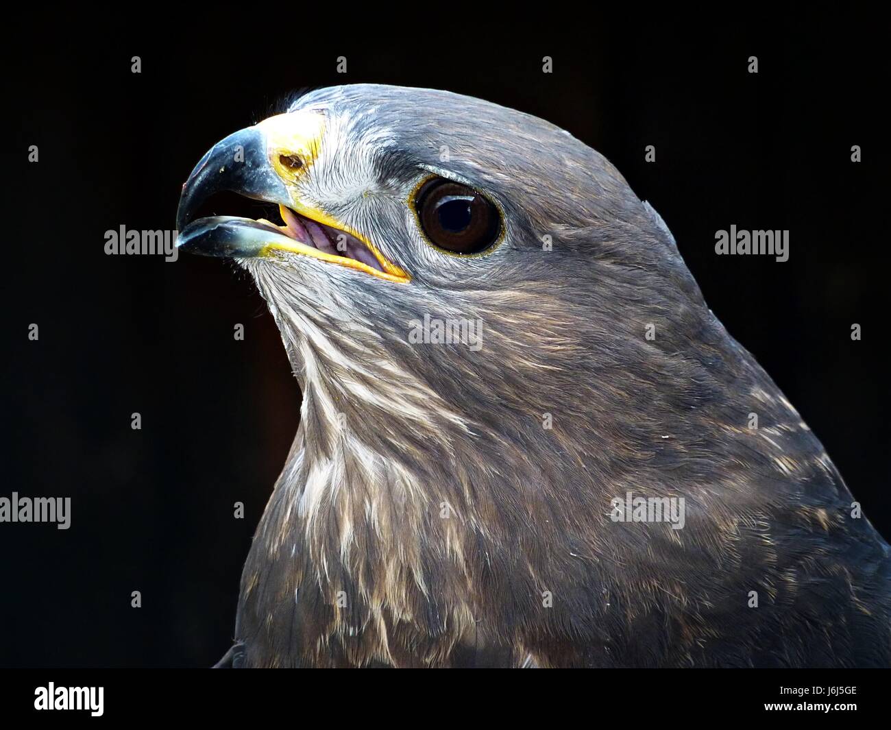 Zoo musebussard hi-res stock photography and images - Alamy