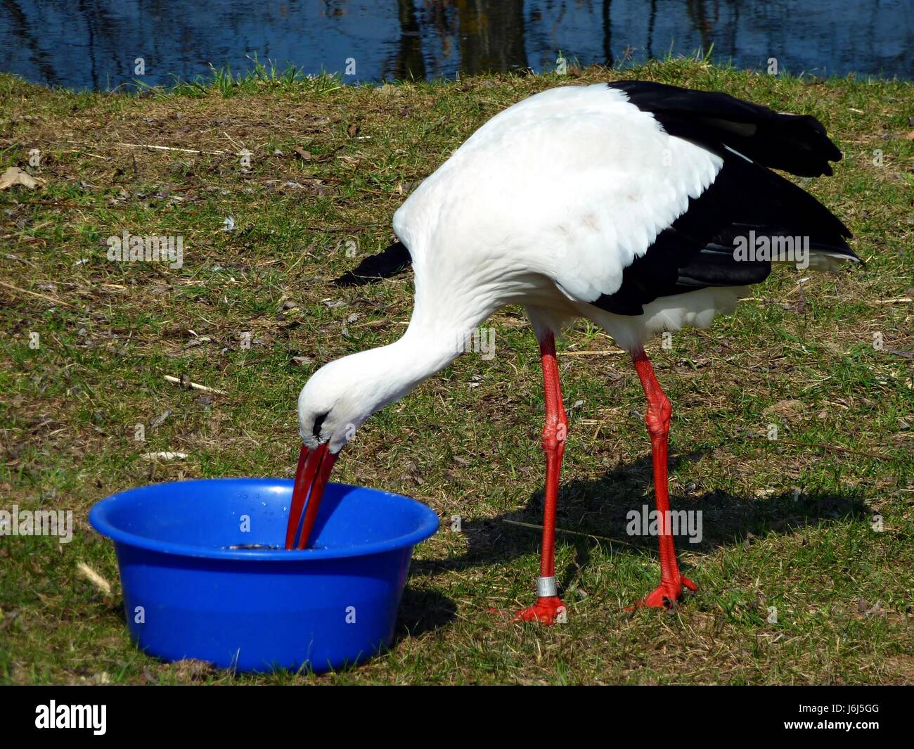 fodder bird birds stork to gorge engulf devour food aliment ring fodder ...