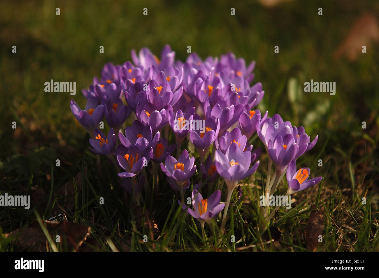 blue flower flowers plant blossoms crocus crocuses bleed vernal flowers ...