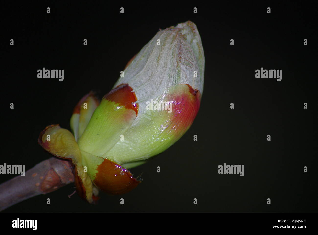 the spring is daaaaaa Stock Photo - Alamy