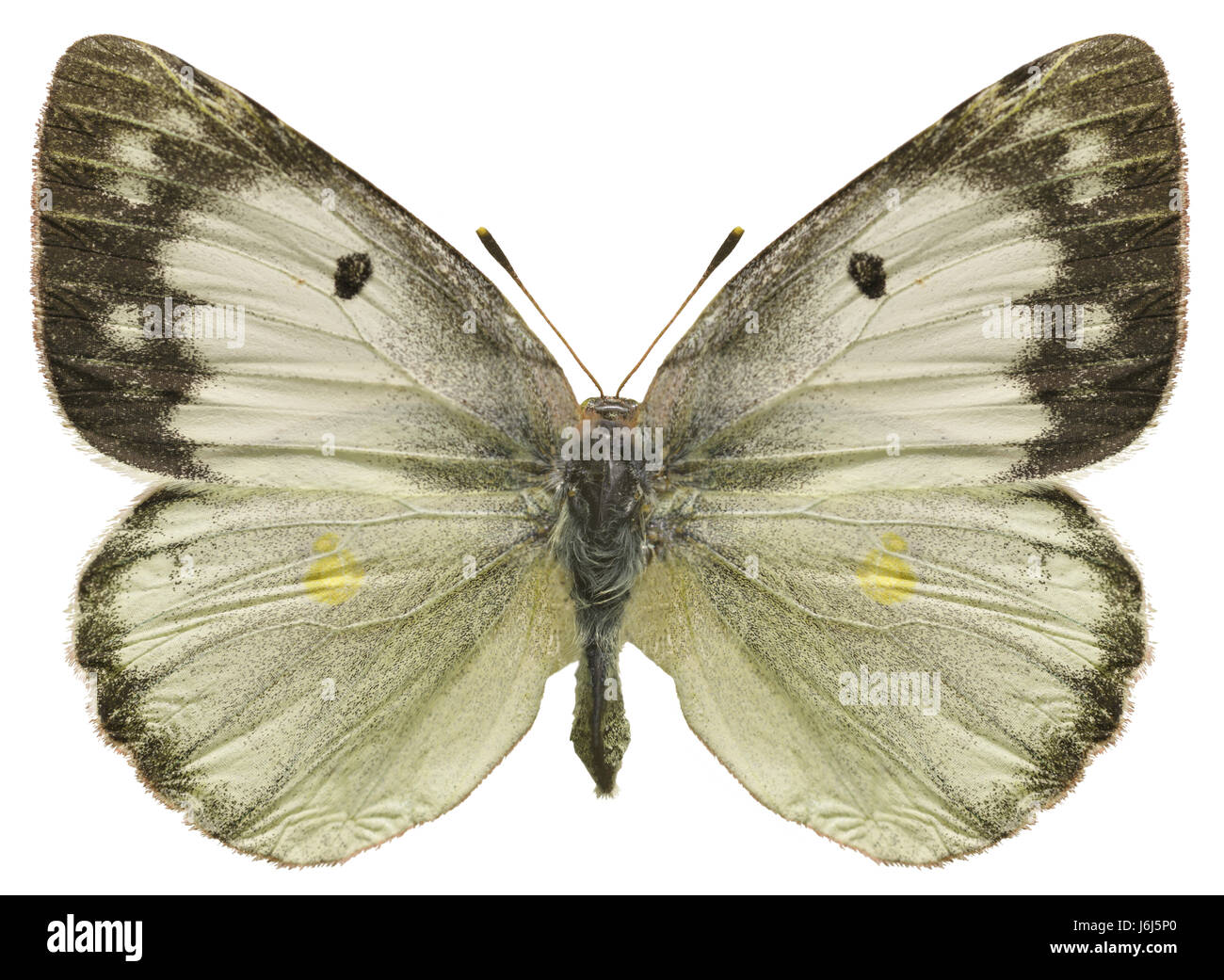 isolated female animal insect butterfly common sulphur brimstone albino ...