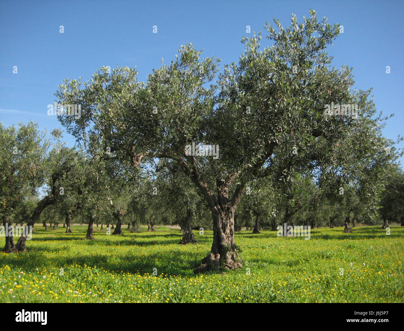 tree olive olive-tree salt water sea ocean water scenery countryside ...