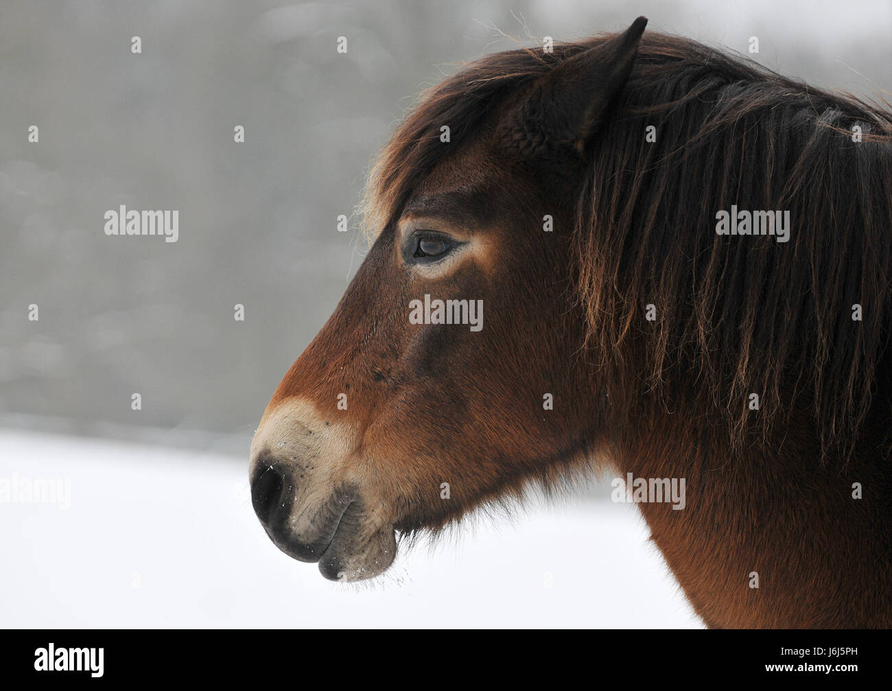 Pony ride exmoor hi-res stock photography and images - Alamy