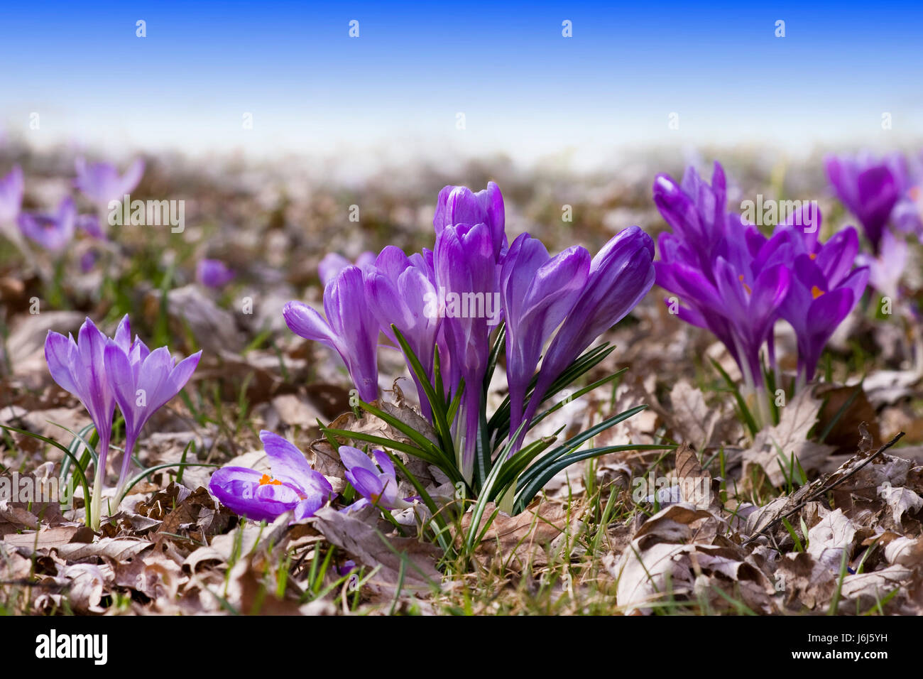 flower plant flowers spring spring flower season vernal flowers shine ...