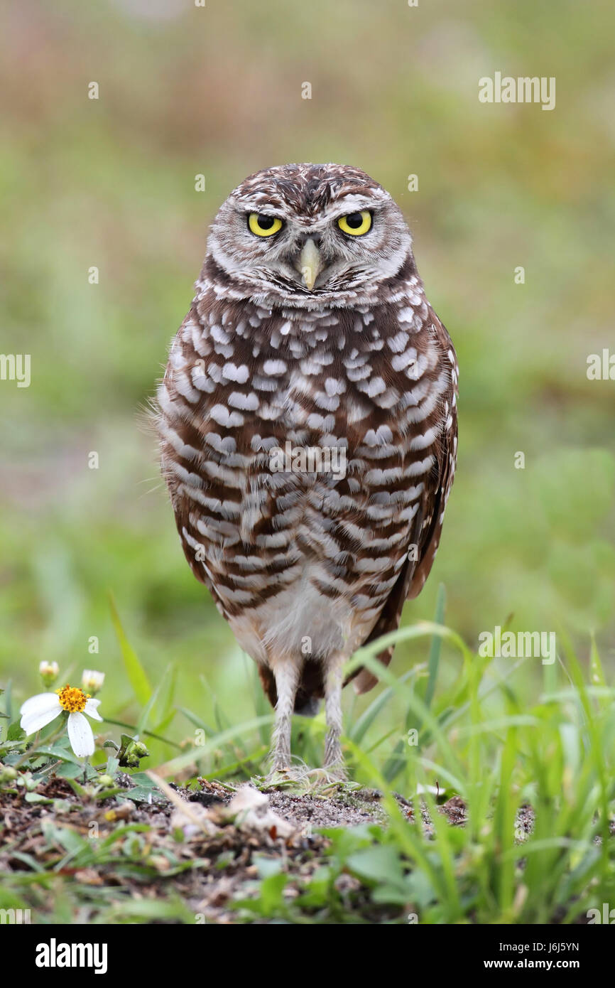 bird hunter raptor birds of prey wildlife predator owl burrowing nature ...
