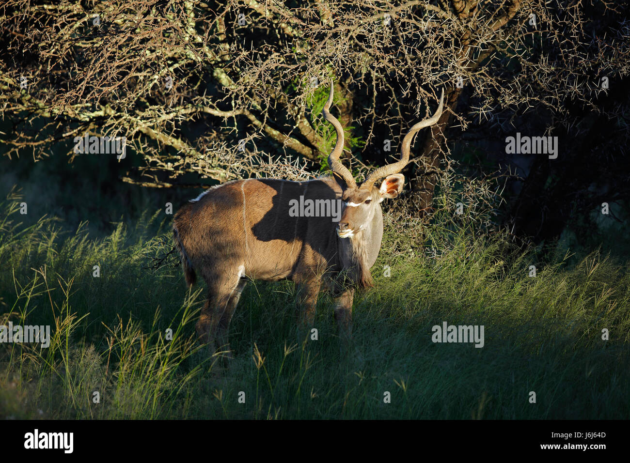 Big african antelope hi-res stock photography and images - Alamy