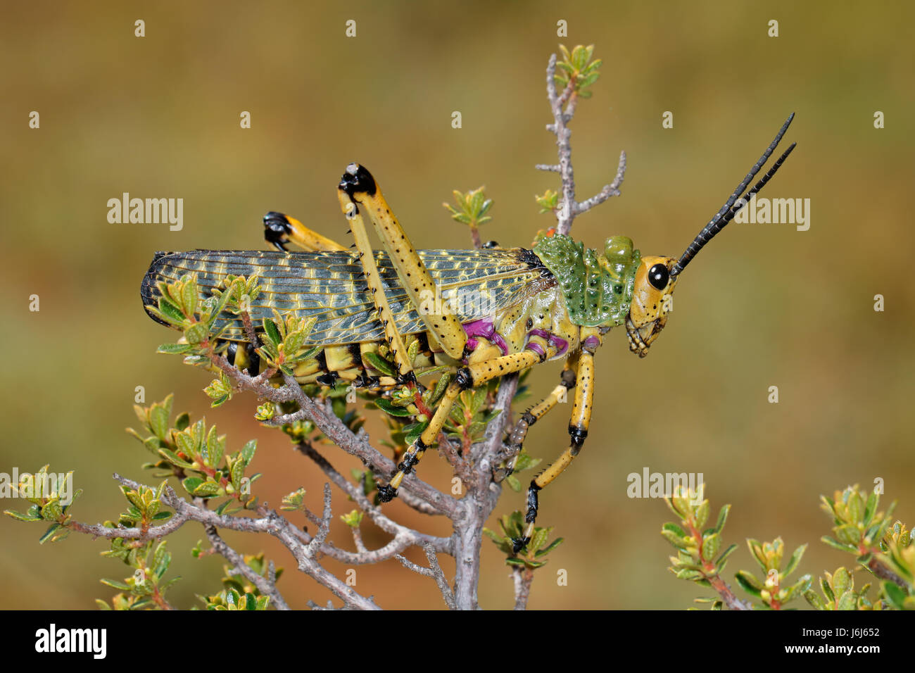 Milkweed locust (Phymateus spp.) on a plant, South Africa Stock Photo ...