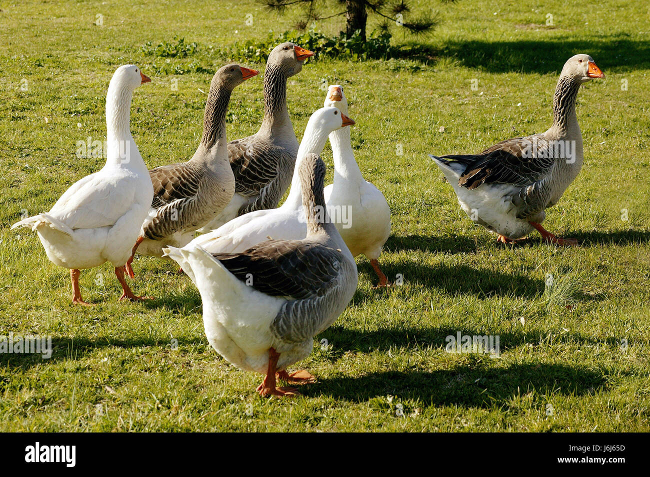 Goose Farms Dry Goods at Leo Mclucas blog