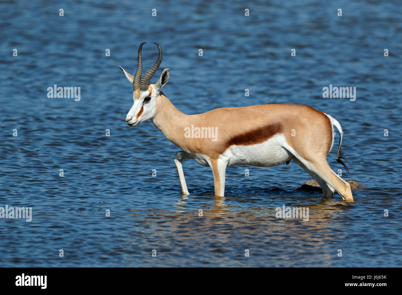 Springbok national animal hi-res stock photography and images - Alamy
