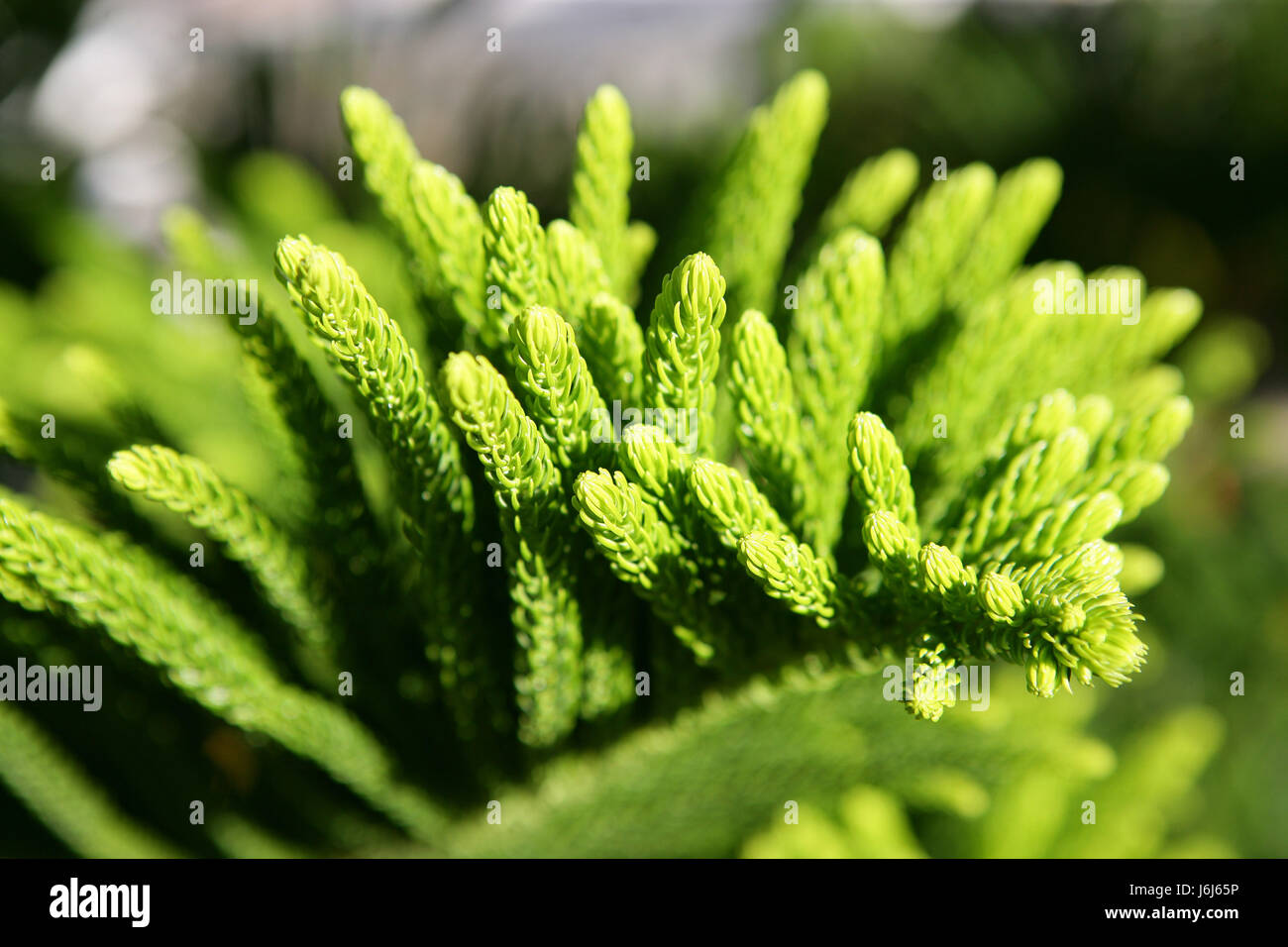 horizontal,plants,fat,green plants,flora guadeloupe Stock Photo - Alamy