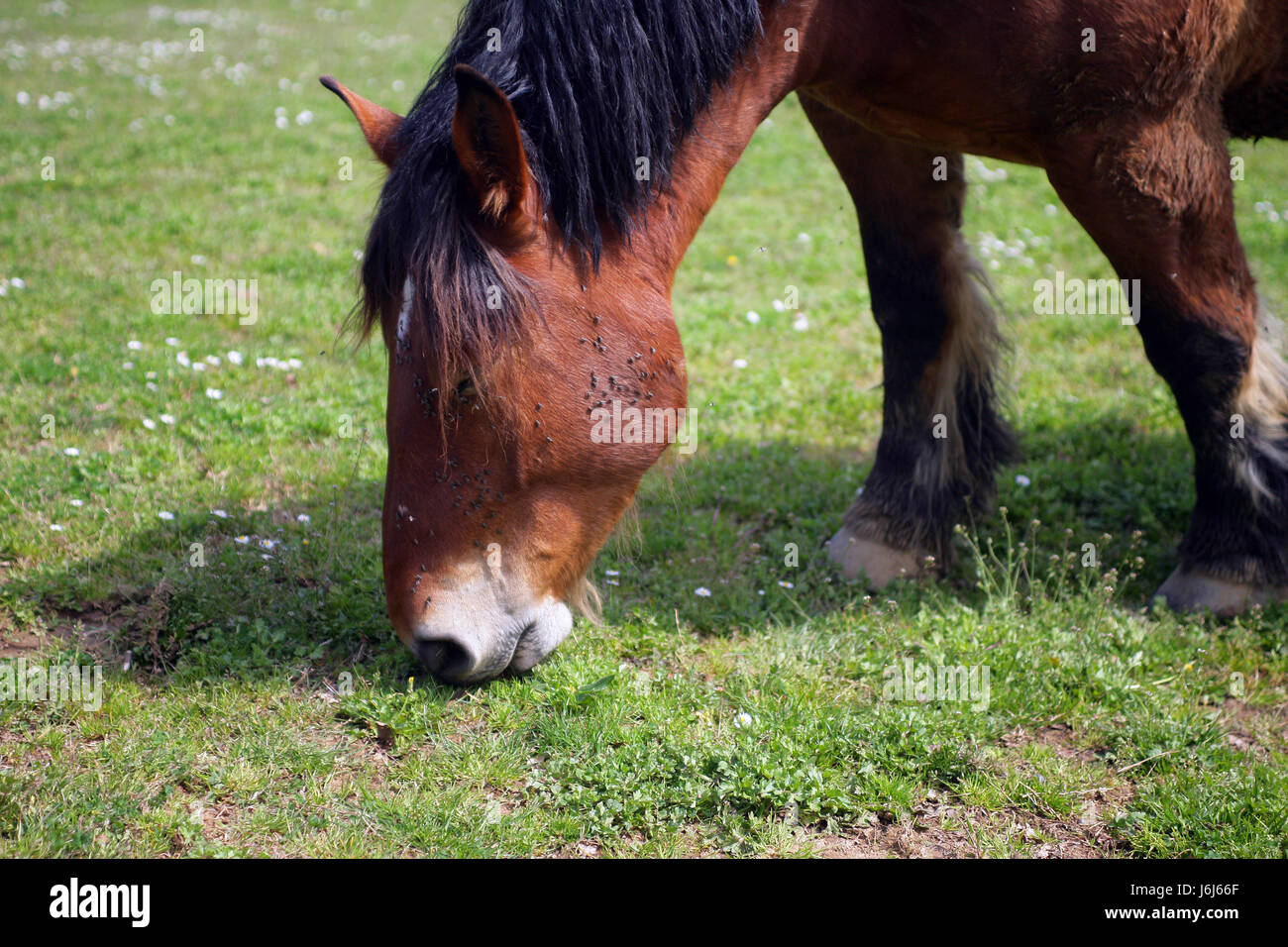 Profile animal animals horse hi-res stock photography and images - Alamy