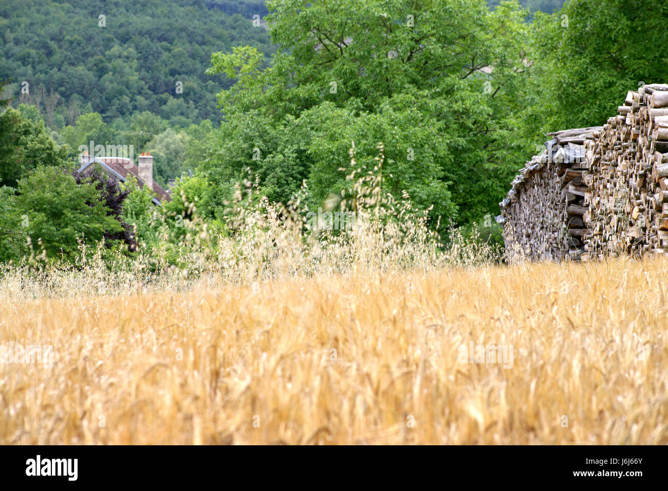 culture wood agriculture farming field dawn wheat field cereals log ...