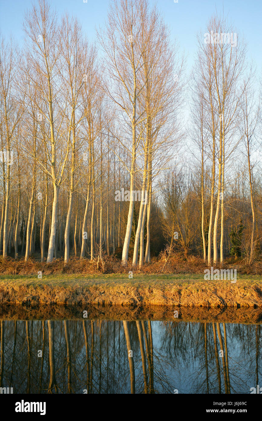 environment enviroment poplar landscape scenery countryside nature ...