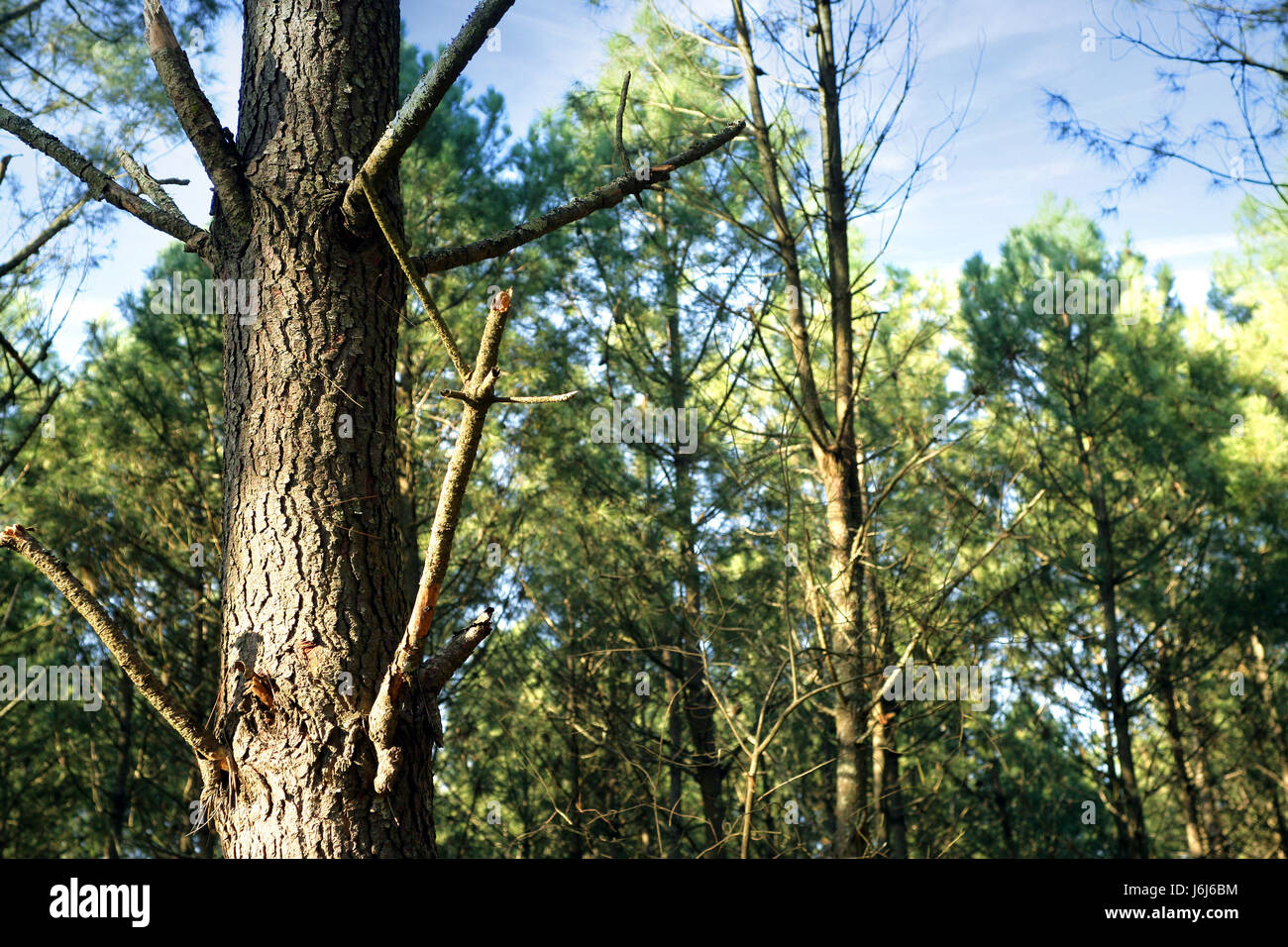 environment enviroment tree wild trunk peel forest nature trunks ...