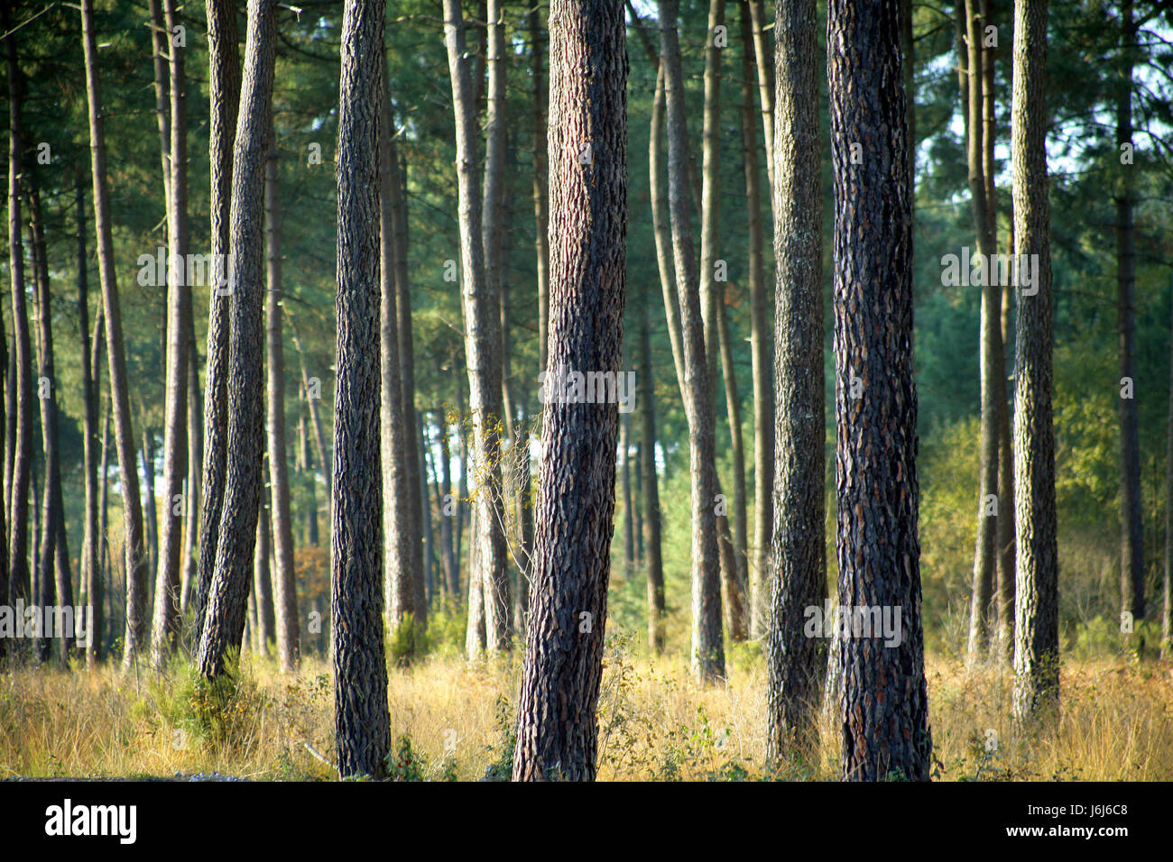 environment enviroment wild trunk peel forest nature tree trunks ...