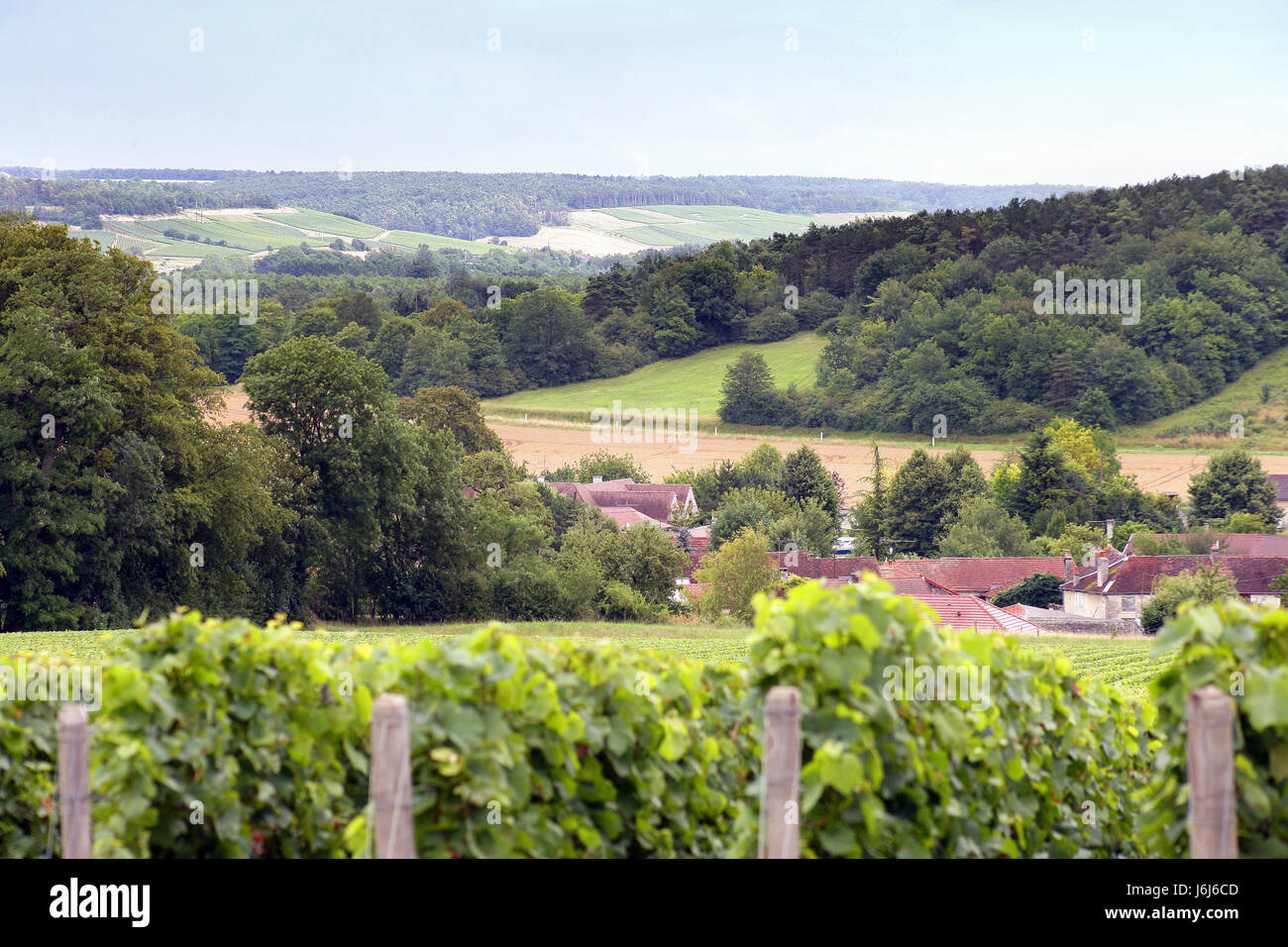 culture agriculture farming vineyard vines overview viticulture ...