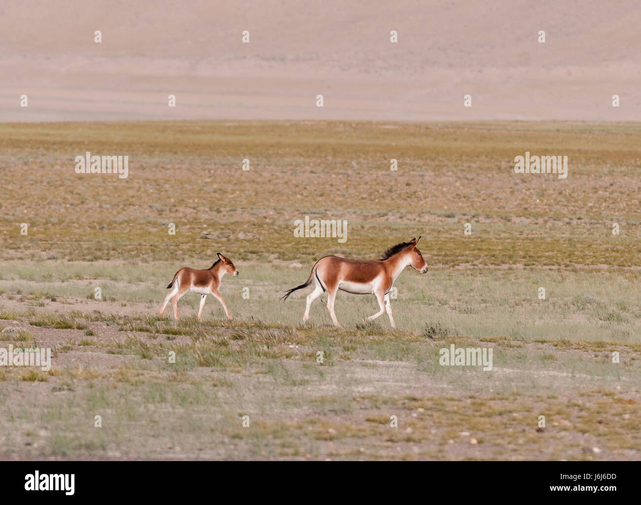 Baby kiang hi-res stock photography and images - Alamy