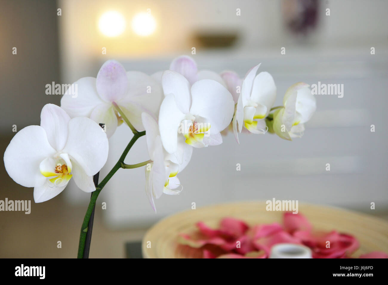 horizontal,plants,plant,white orchid,asian flower,white petals Stock ...