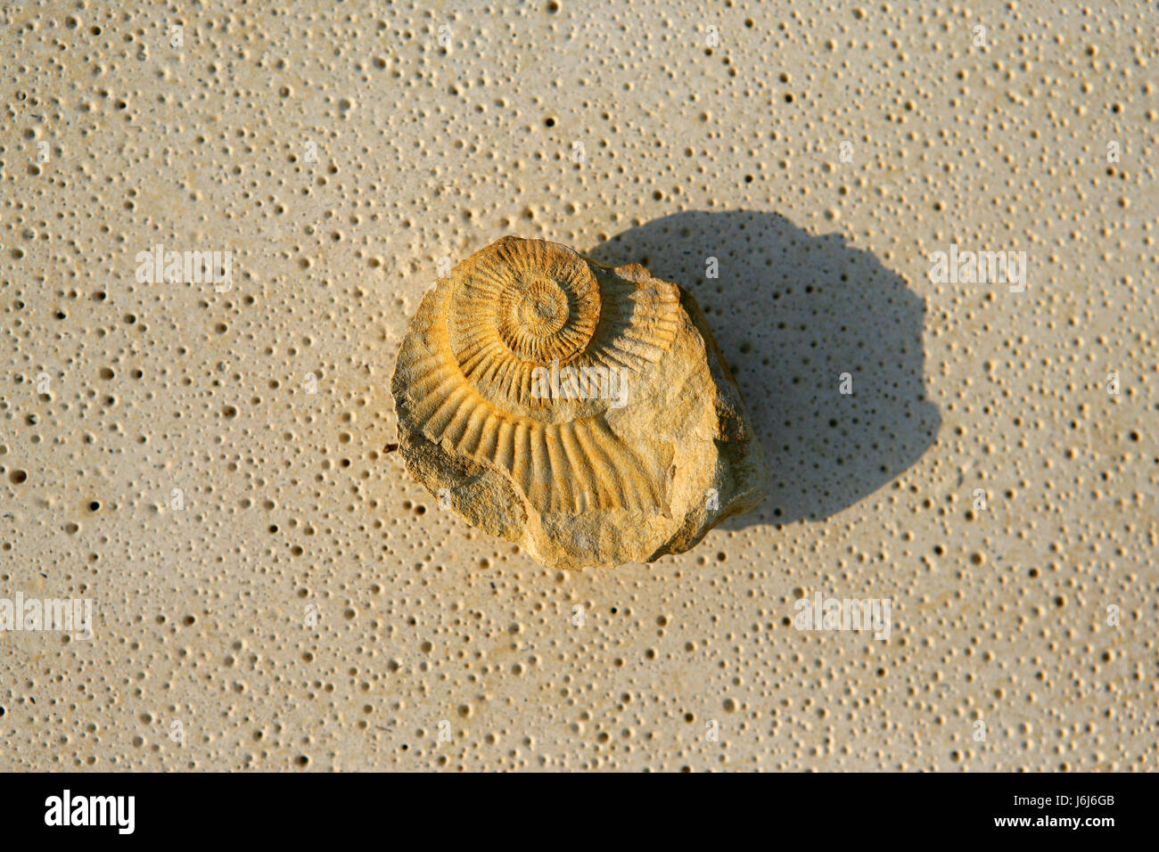 graphic shell spiral fossil conspicuous pictographic transparent ...