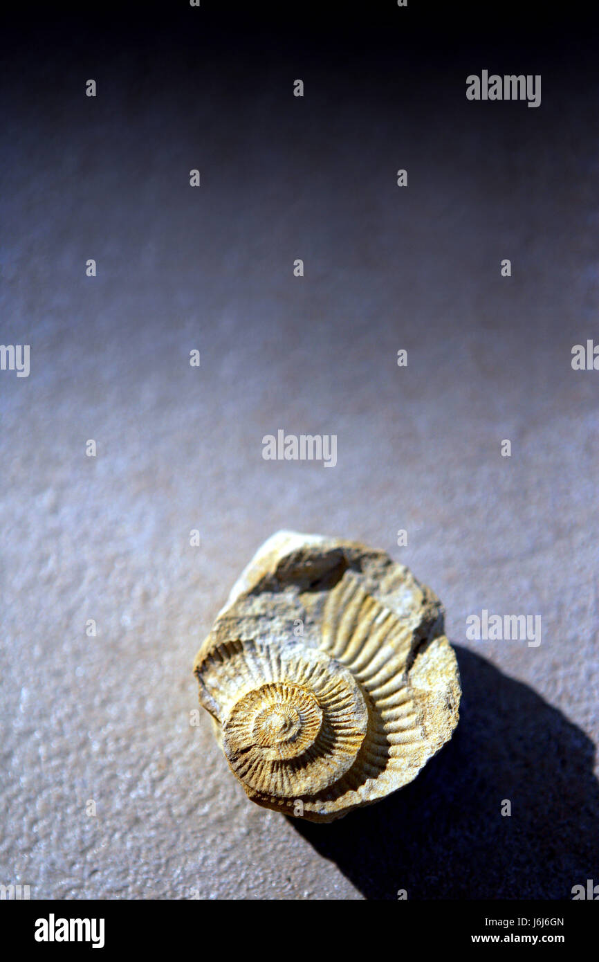 graphic shell spiral fossil conspicuous pictographic transparent ...
