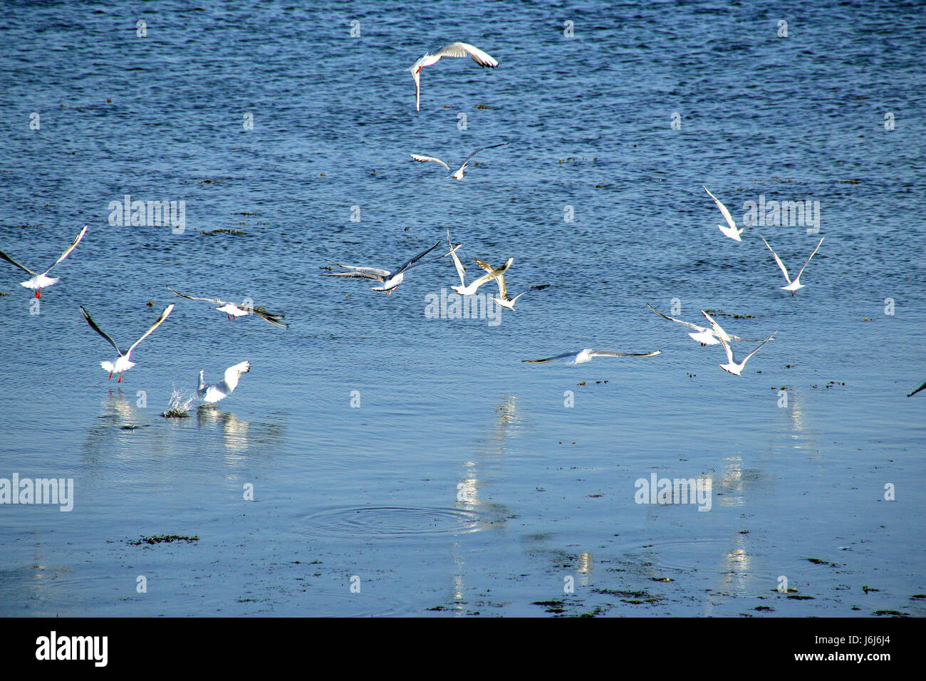 liquid bird birds means agent medicine drug remedy substance salt water ...