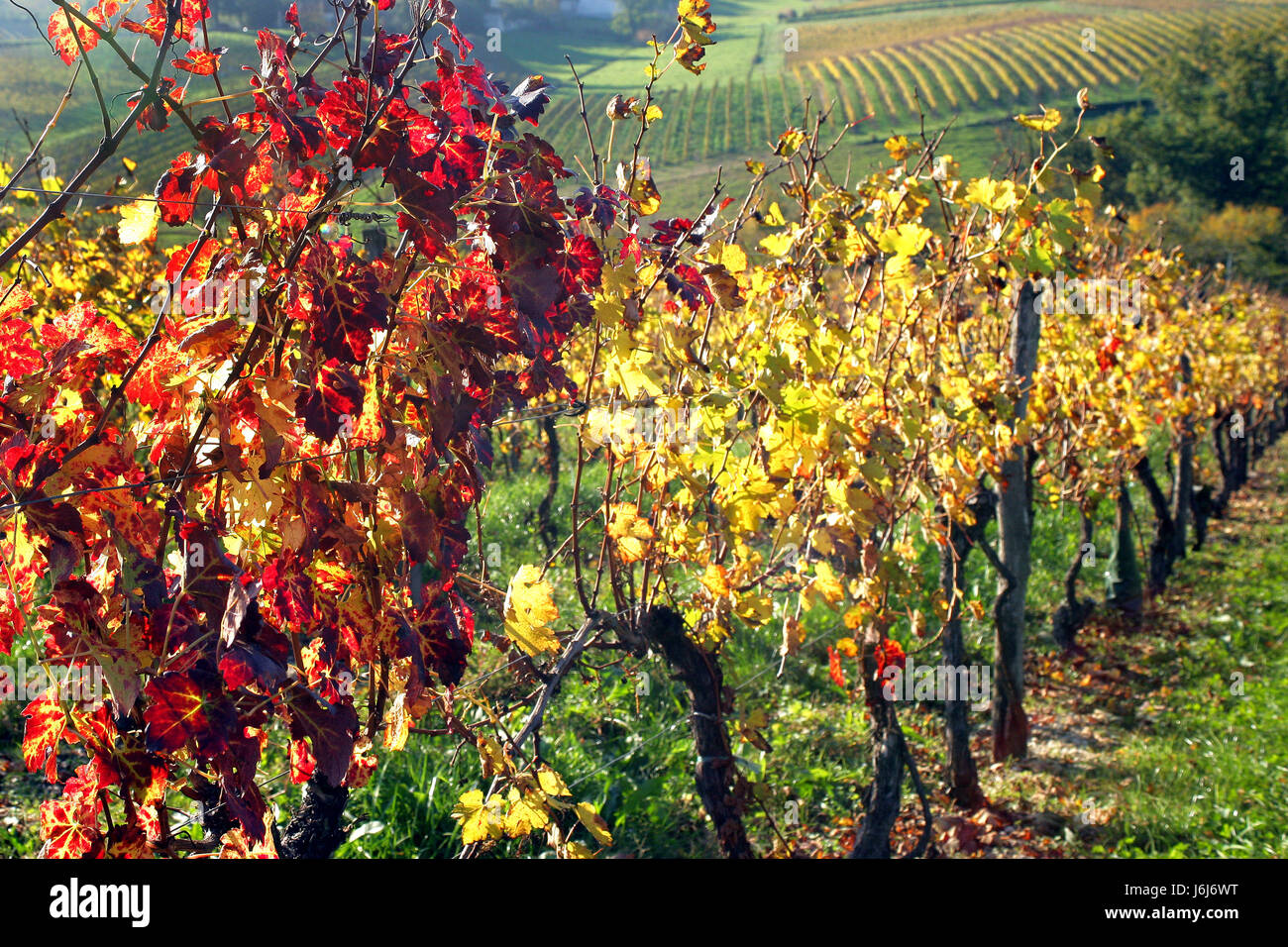 culture leaves vineyard vines viticulture vine leaves wineyard vine ...