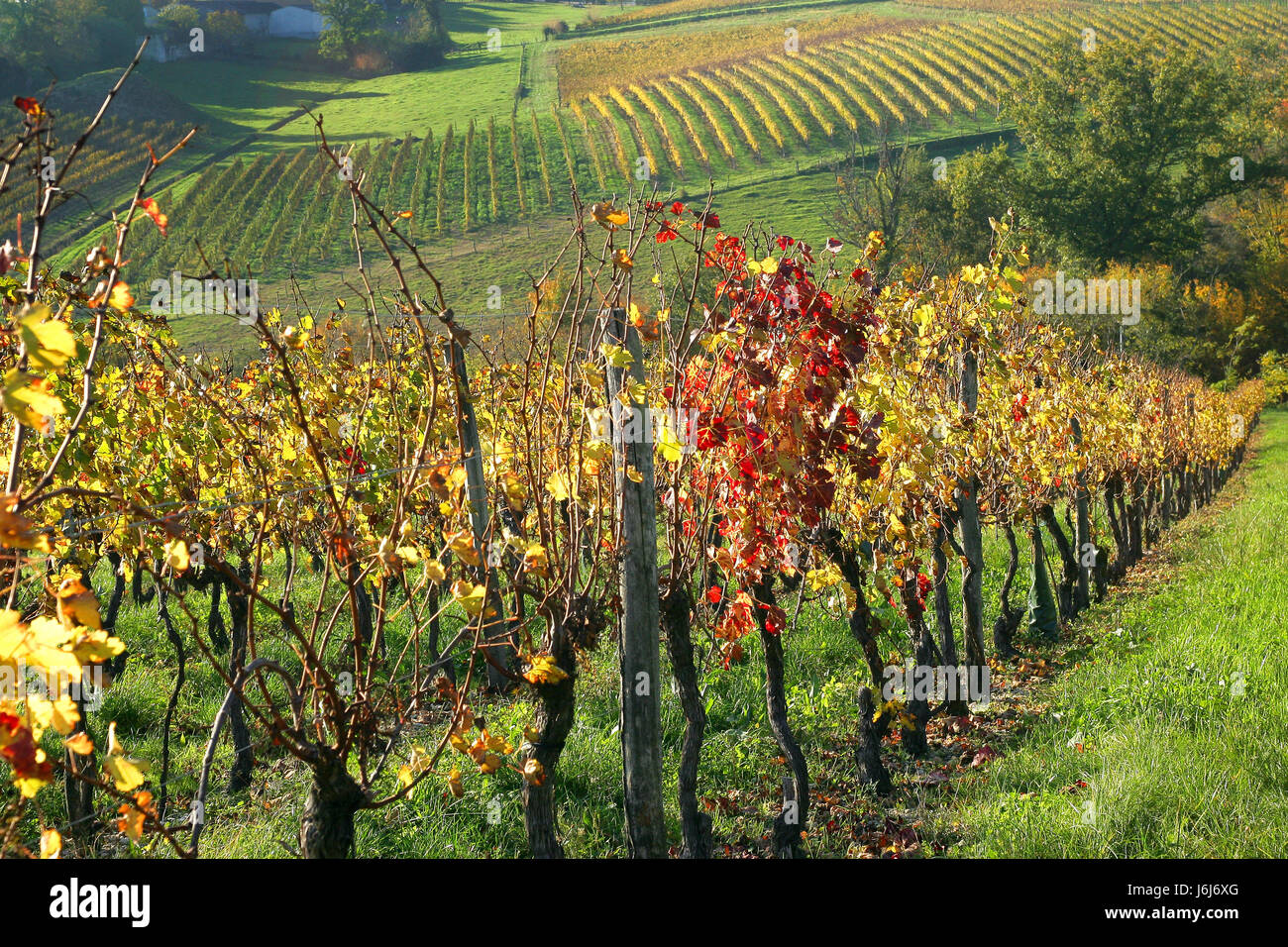 culture leaves vineyard vines viticulture vine leaves wineyard vine ...