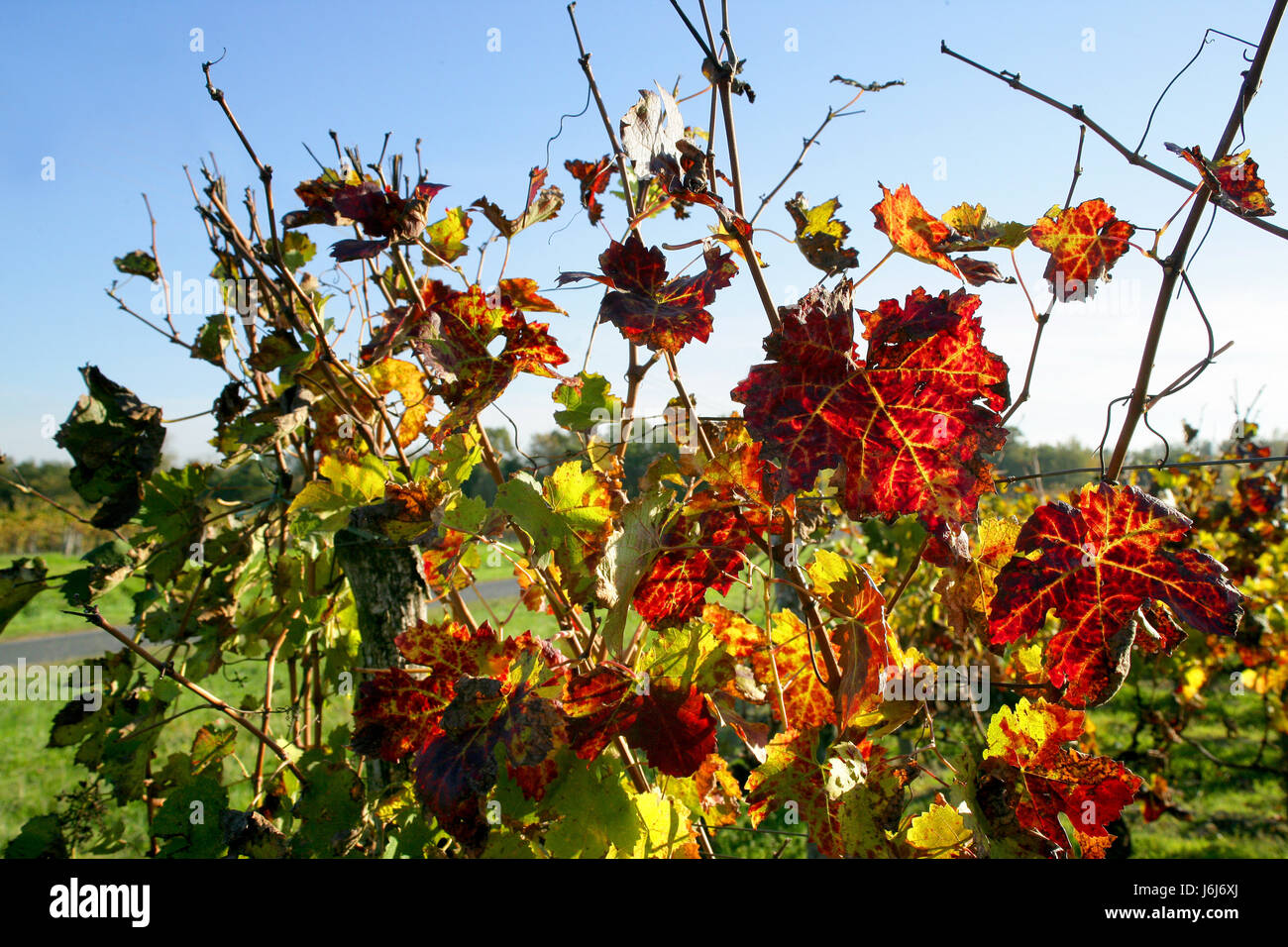 culture leaves vineyard vines viticulture vine leaves wineyard plants ...