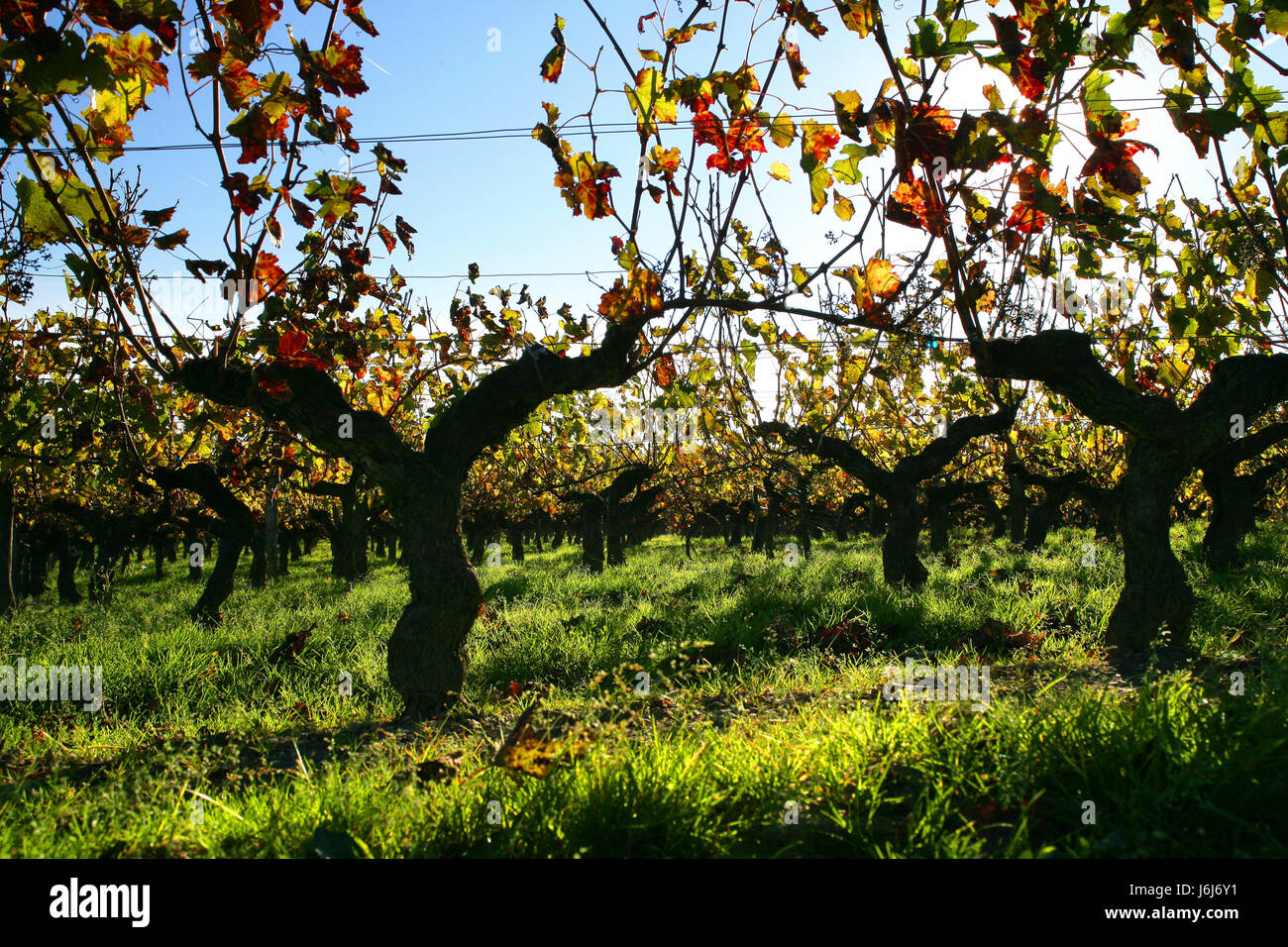 culture leaves vineyard vines viticulture vine leaves wineyard vine ...