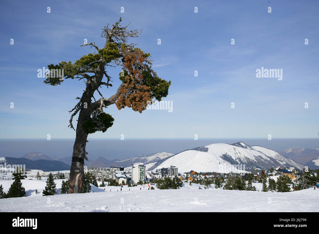 tree snow coke cocaine material drug anaesthetic addictive drug ski ...