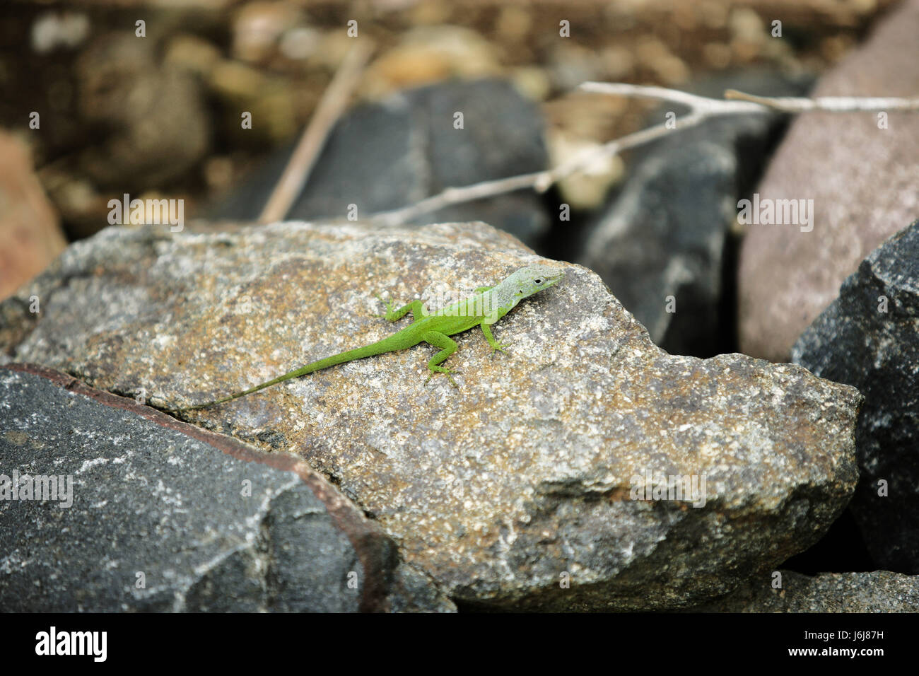 lizard horizontal antilles guadeloupe animal caribbean creole small ...