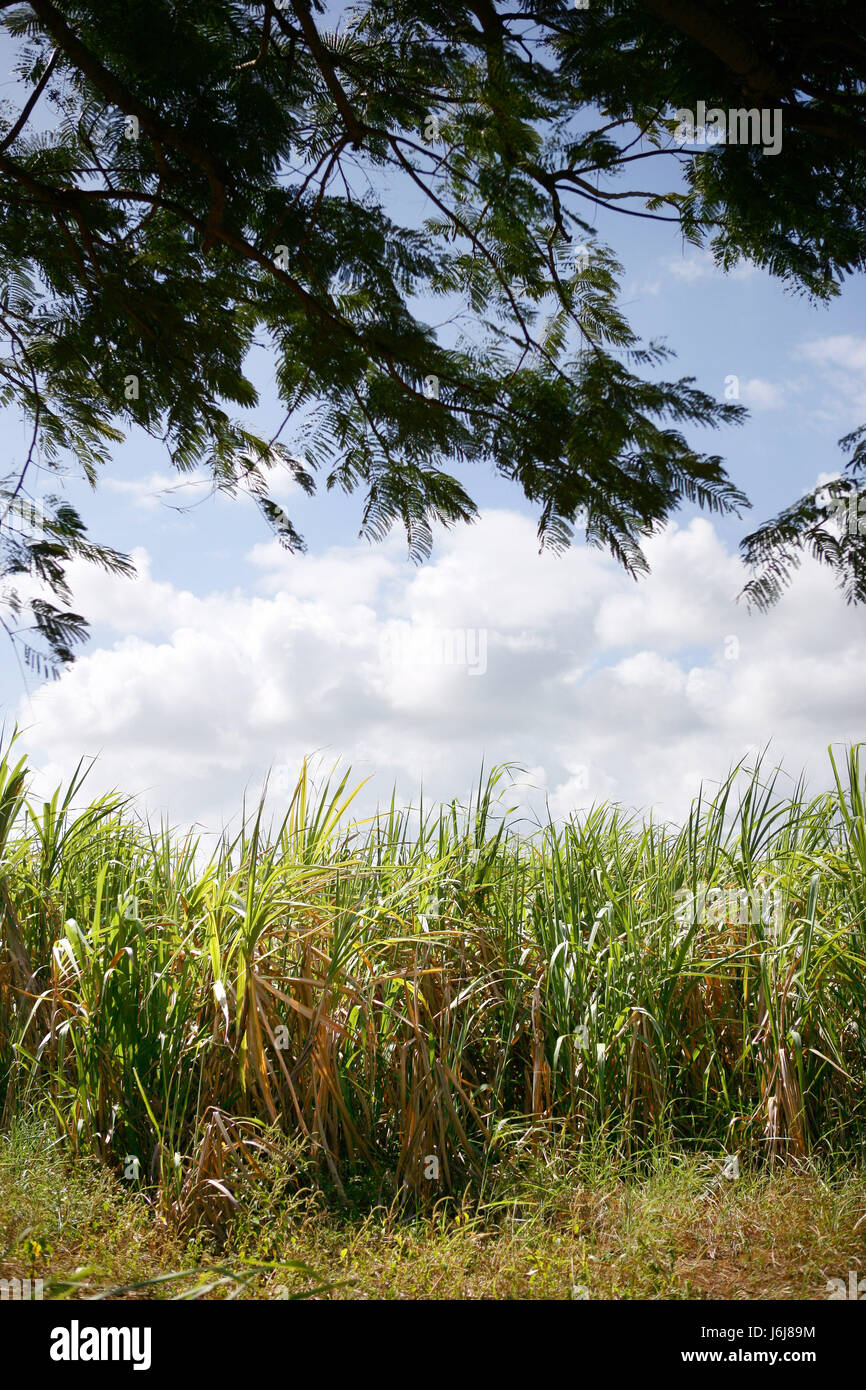 agricultural agriculture farming production vertical antilles island ...