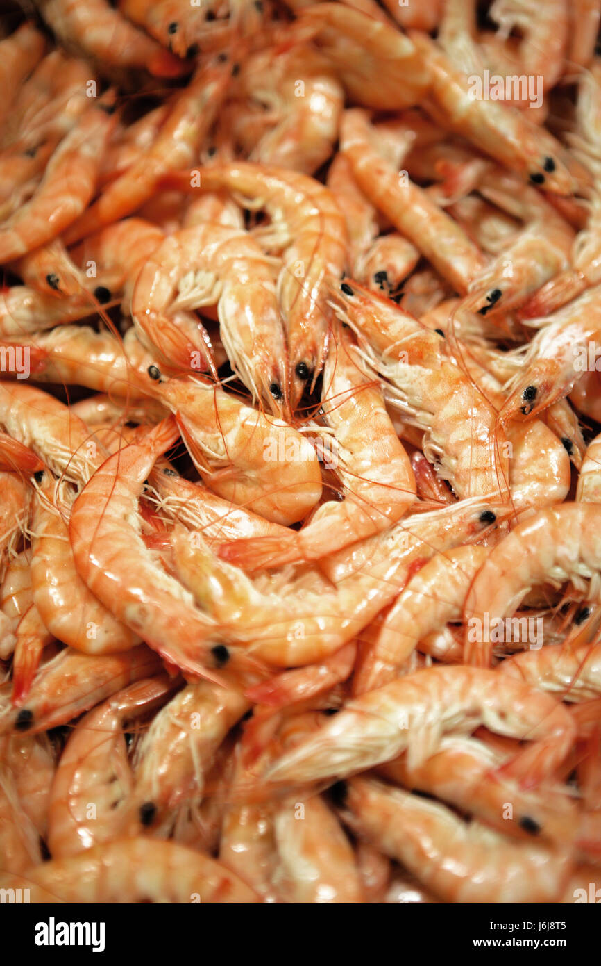 food,aliment,vertical,fishmonger,crustaceans,display of prawns Stock ...