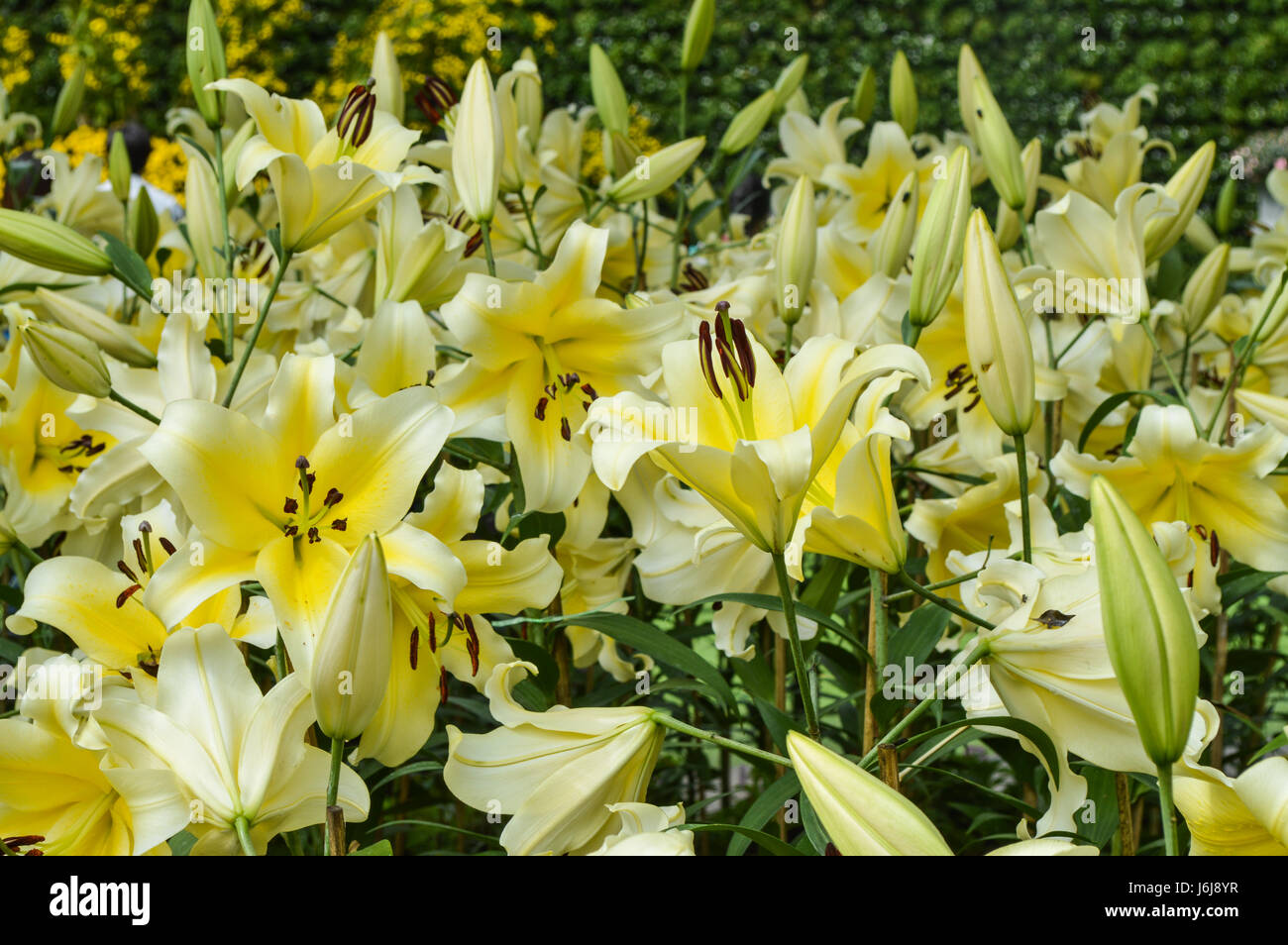 Lily rainbow hi-res stock photography and images - Alamy