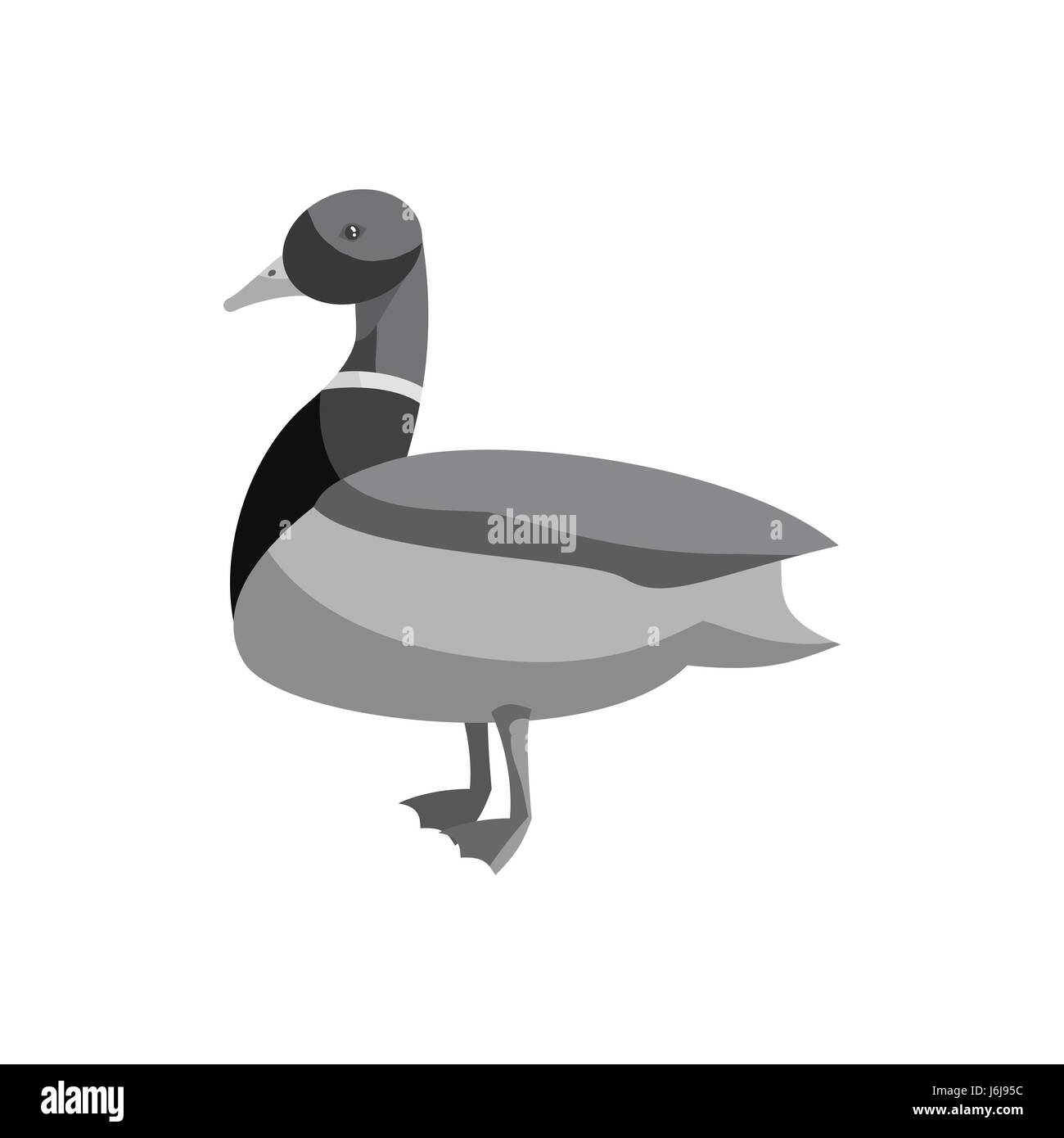 Mallard duck standing Stock Vector Images - Alamy