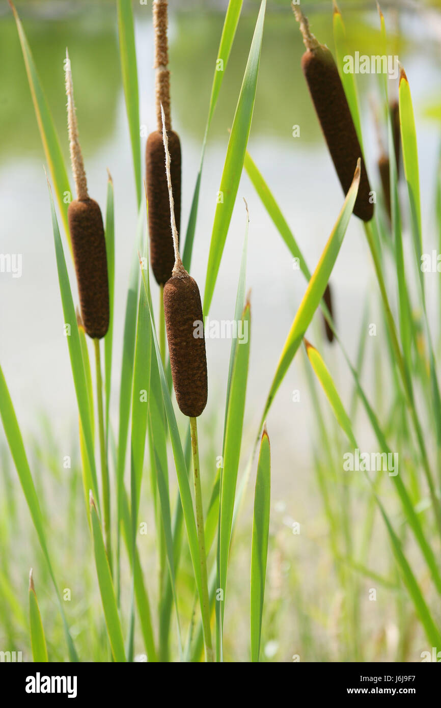 wild vertical plants waterfront meadow grass lawn green plant aquatic ...