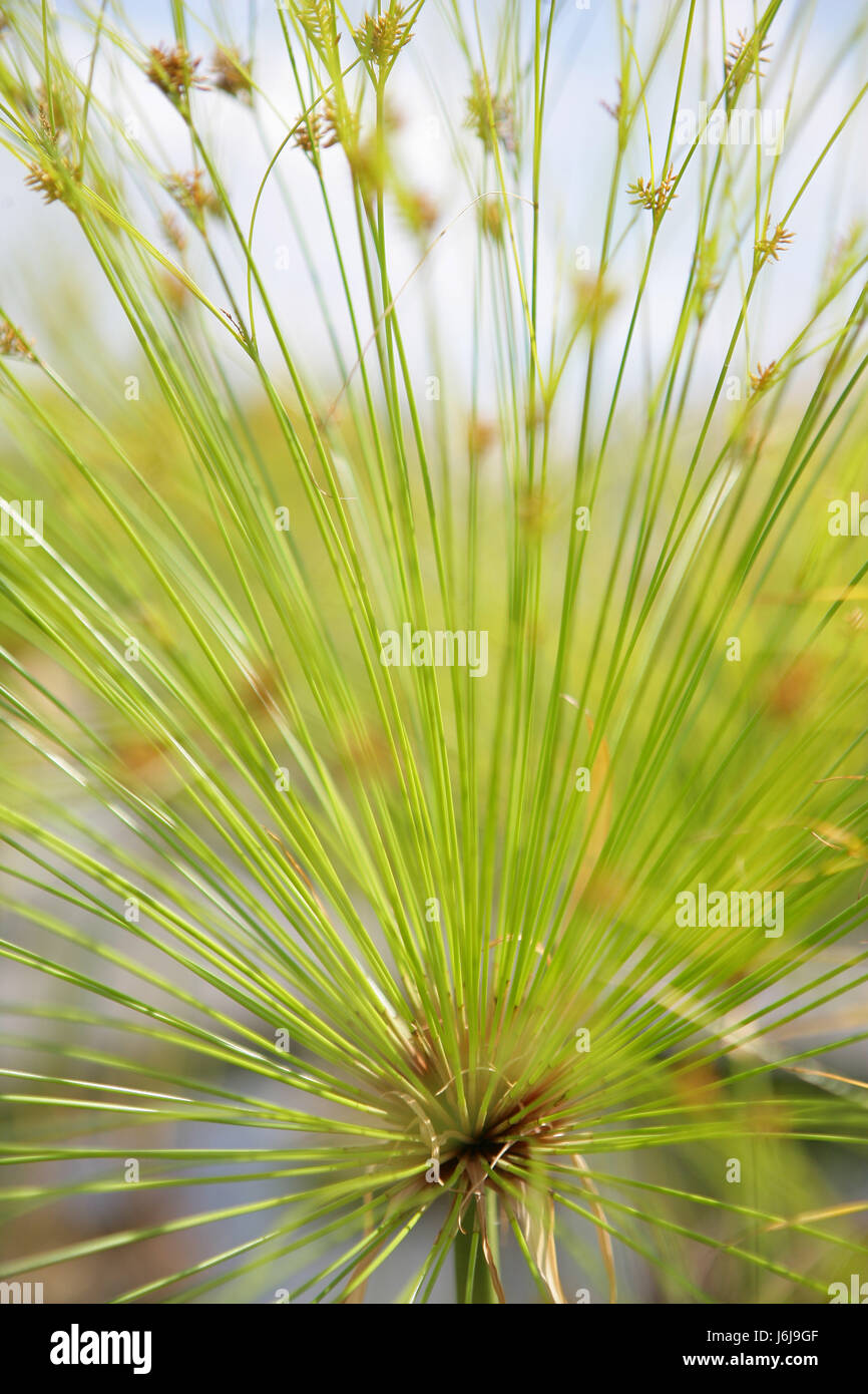 Cyperus papyrus nanus hi-res stock photography and images - Alamy
