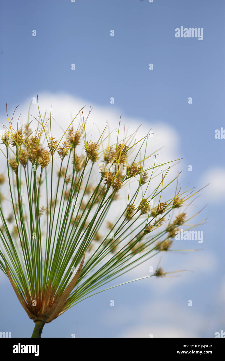 vertical aquatic plant plants plant cyperus papyrus nanus the little ...