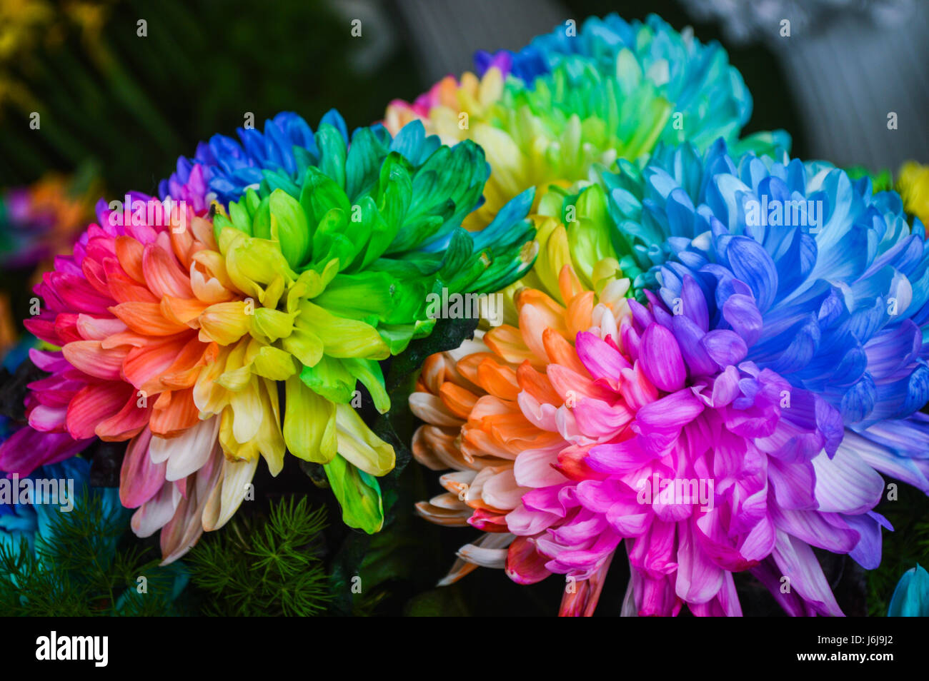 Flower in garden, Colorful Chrysanthemum Stock Photo - Alamy