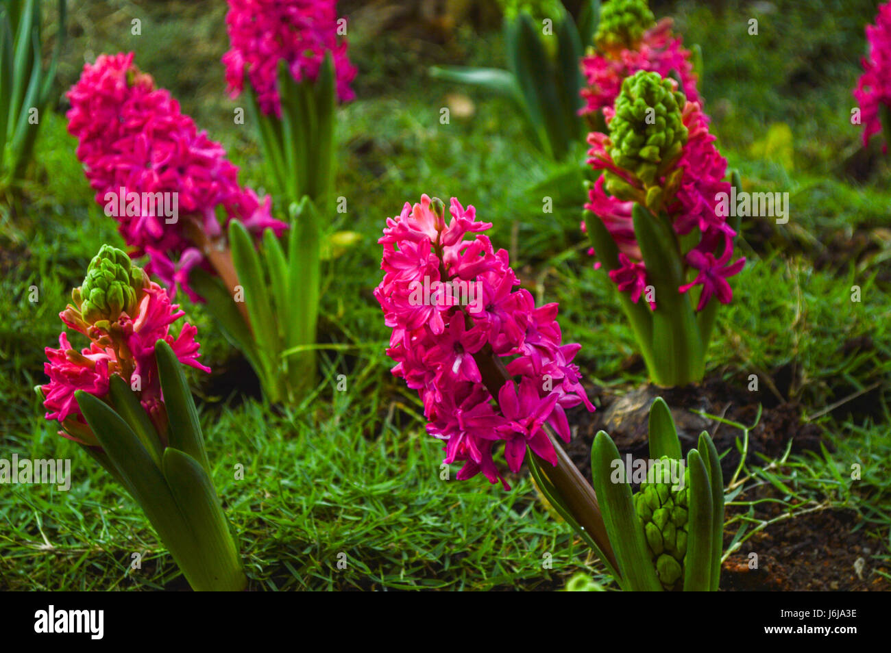 Garden hyacinth pink festival hi-res stock photography and images - Alamy