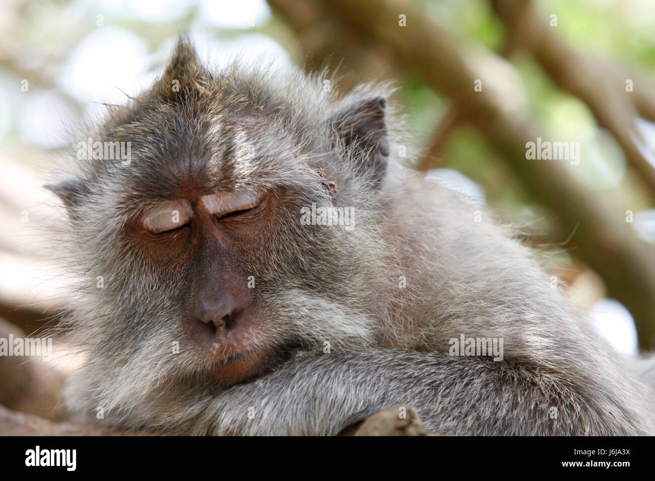 animal portrait monkey bali indonesia horizontal release crab macaque ...