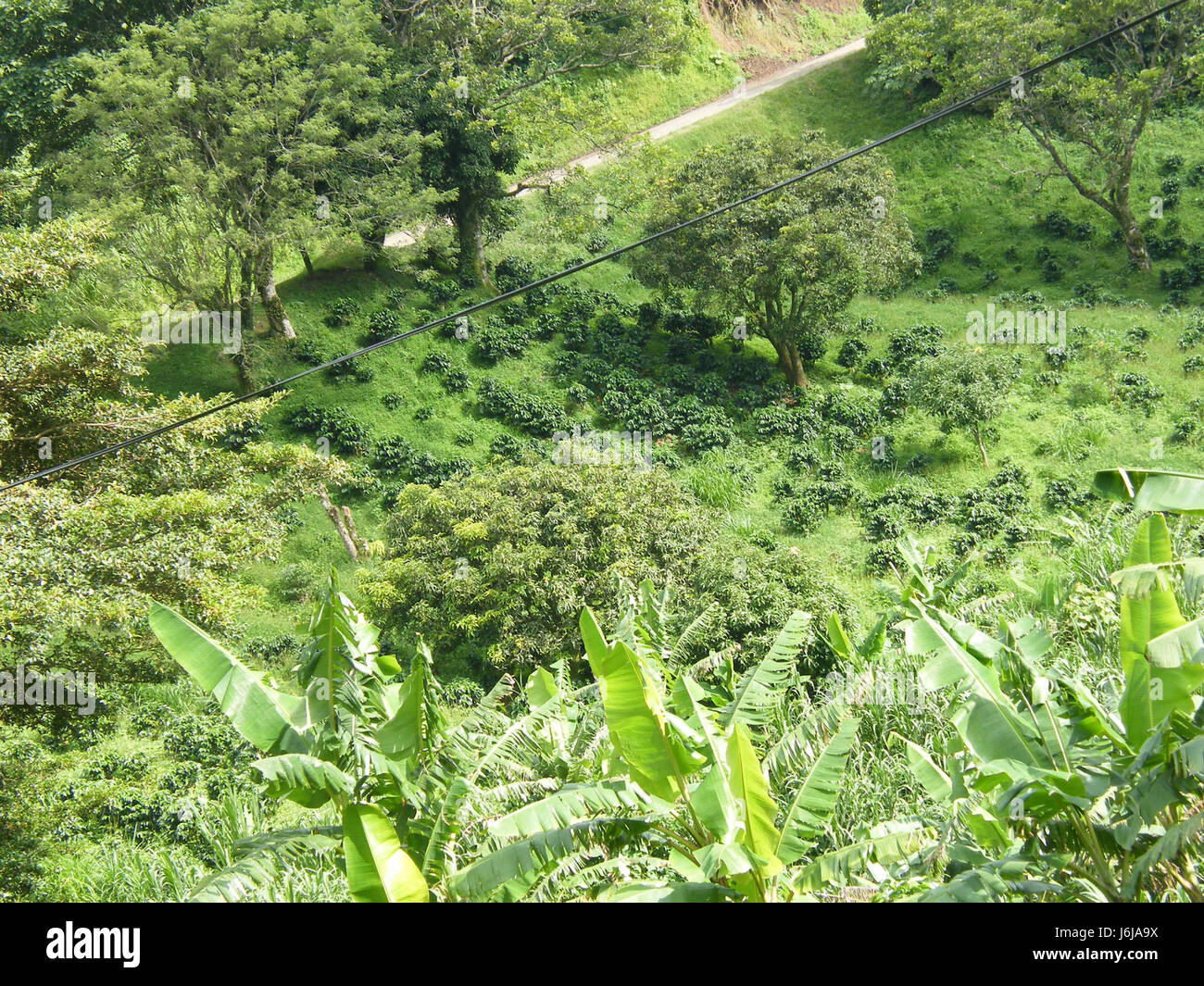 costa rica,monte verde,vegetation Stock Photo - Alamy