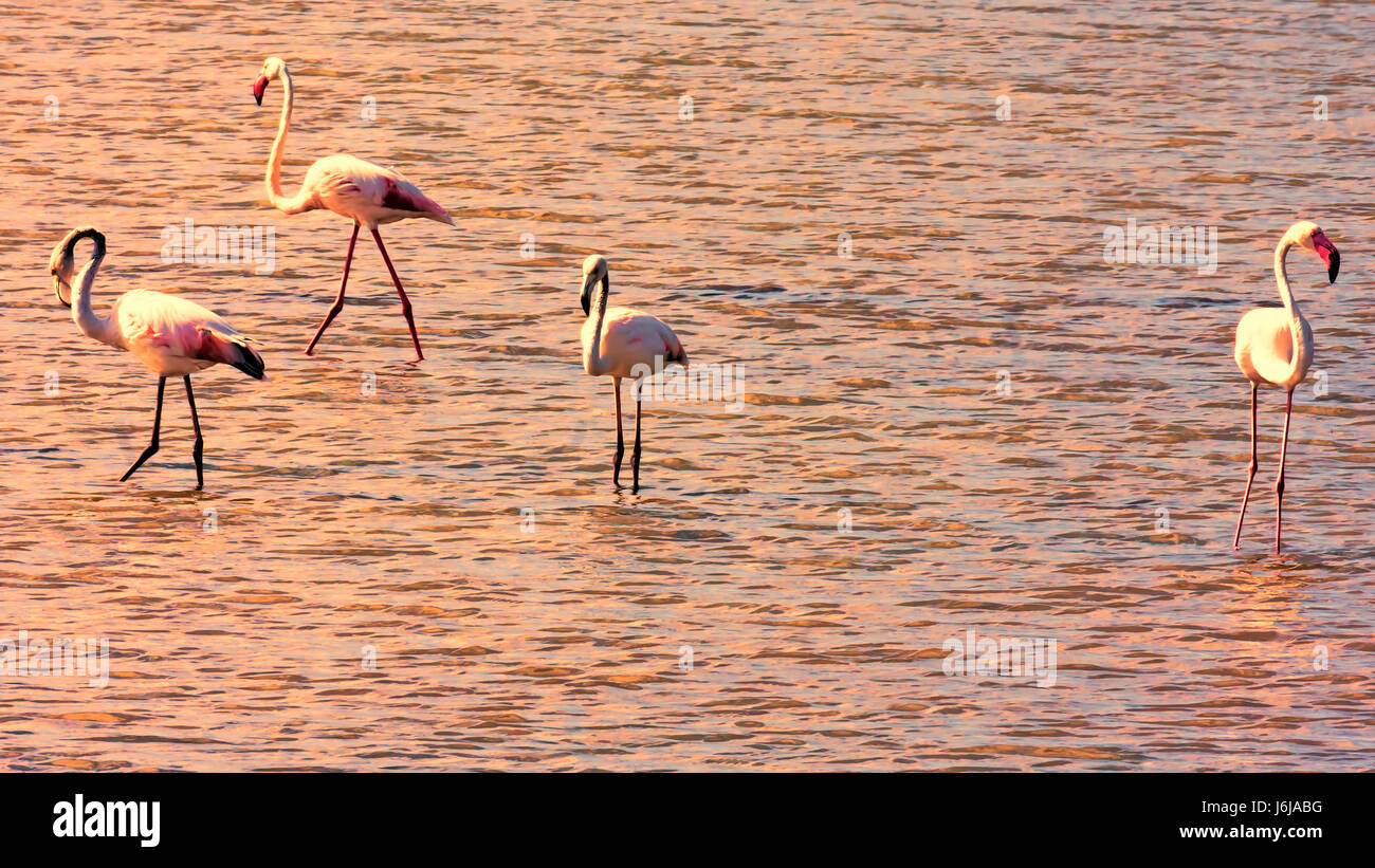 Birds in the marshes at sunset hi-res stock photography and images - Alamy