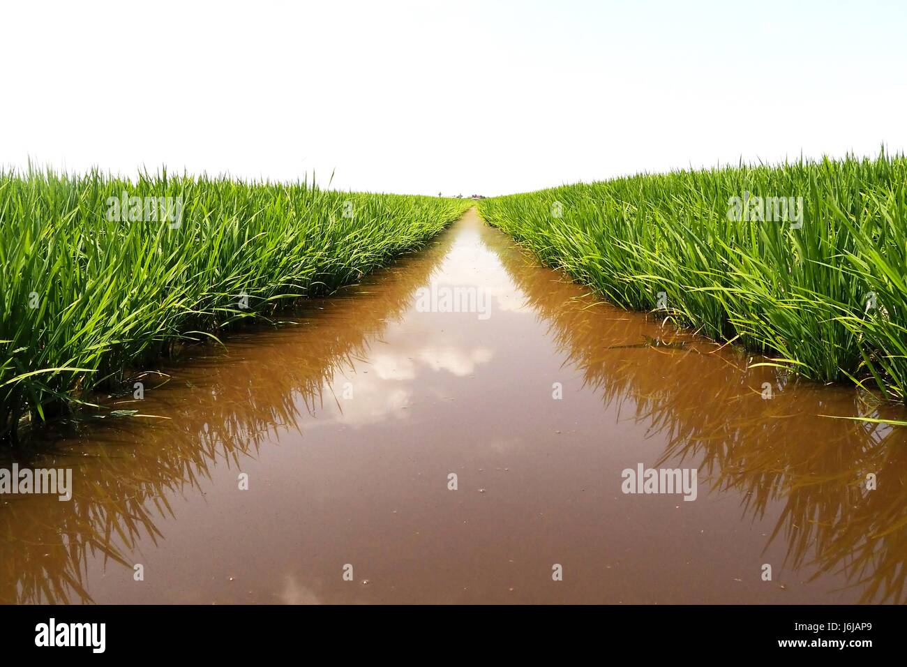 Scenic Shot of Water Canal in Paddy Fields, Malaysia Stock Photo - Alamy