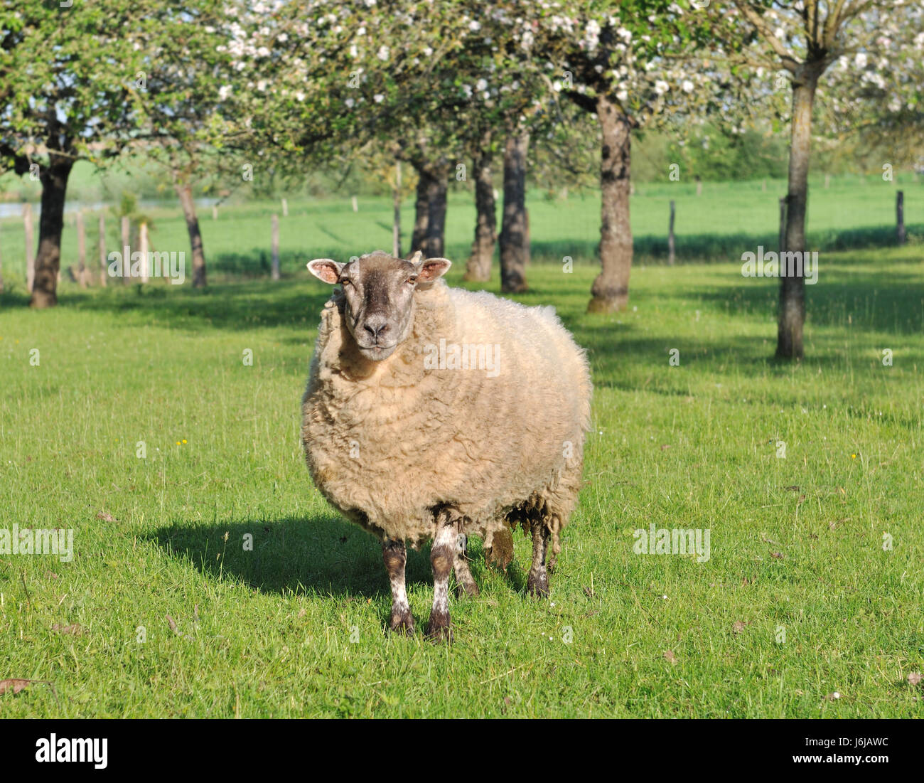 Grazing sheep in orchard hi-res stock photography and images - Alamy