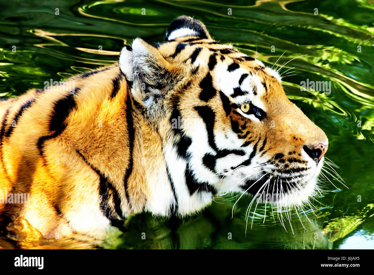 Tiger hunting hi-res stock photography and images - Alamy