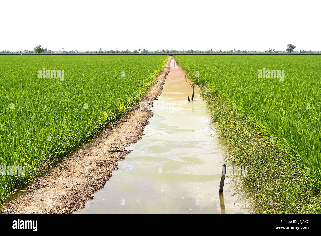 Scenic Shot of Water Canal in Paddy Fields, Malaysia Stock Photo - Alamy